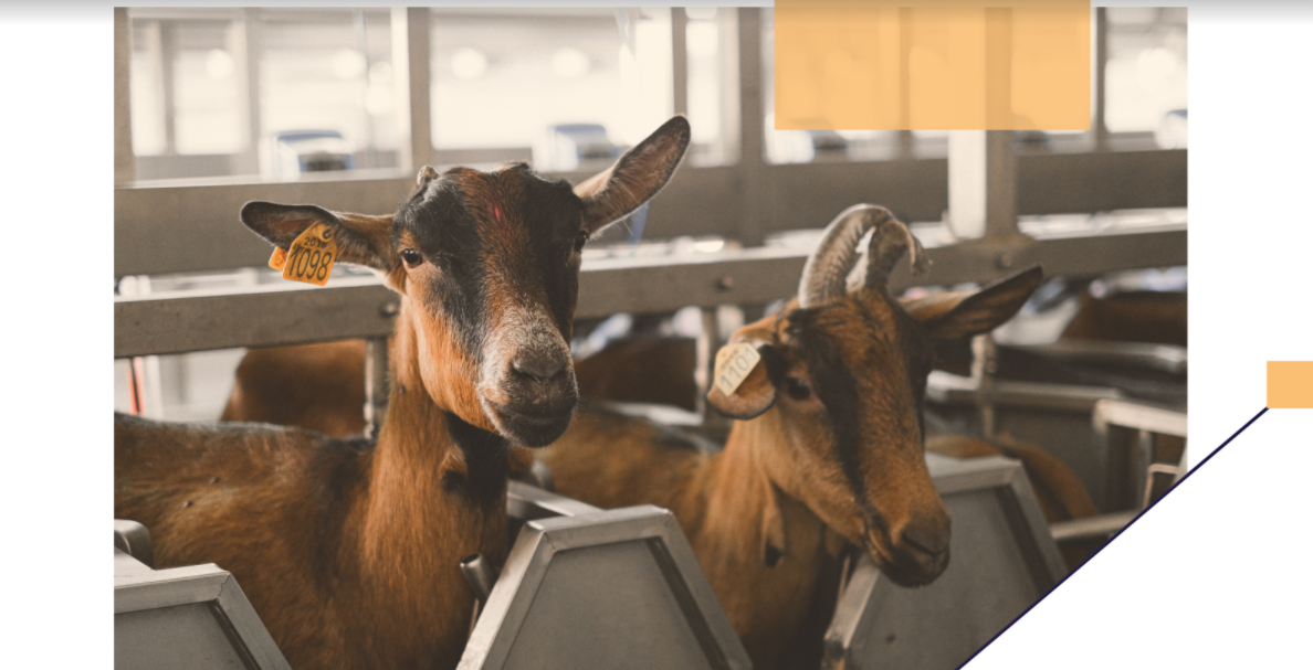 BUKU PANDUAN MANAJEMEN PEMELIHARAAN TERNAK edisi RUMINANSIA dan NON ...